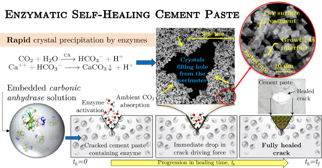 Self-Healing Concrete – BIOINSPIRED MATERIAL DESIGN LAB