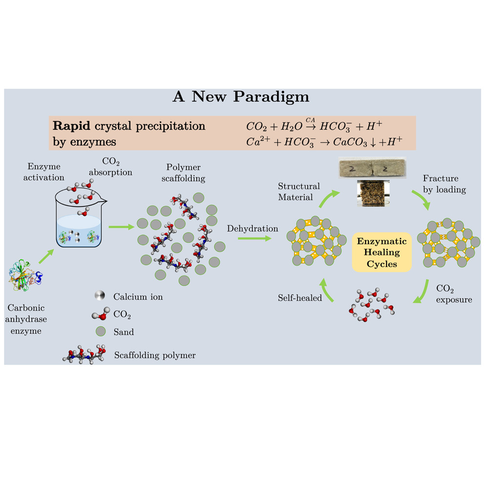 Carbon Negative Materials – BIOINSPIRED MATERIAL DESIGN LAB